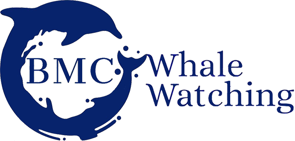 Tour Isola Bergeggi » BMC Sea Tours